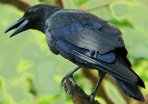 Don Pesavento The Horror Zine